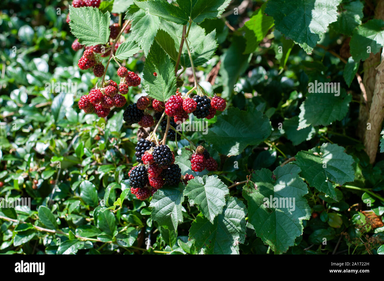 branch of a blackberry shrub with ripening fruits changing color from ...