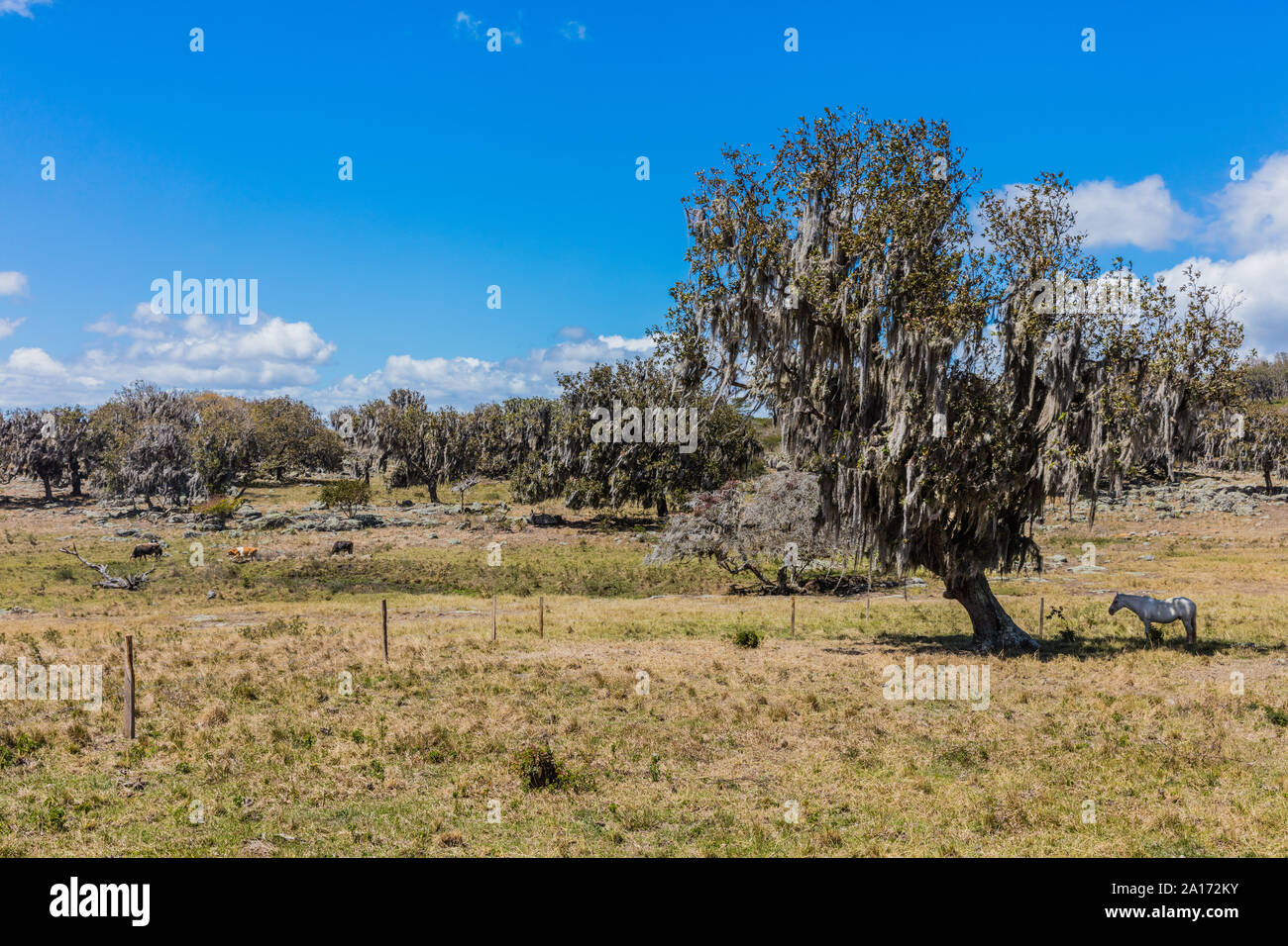 landscape of the Miraflor natural Reserve near Esteli in Nicaragua ...