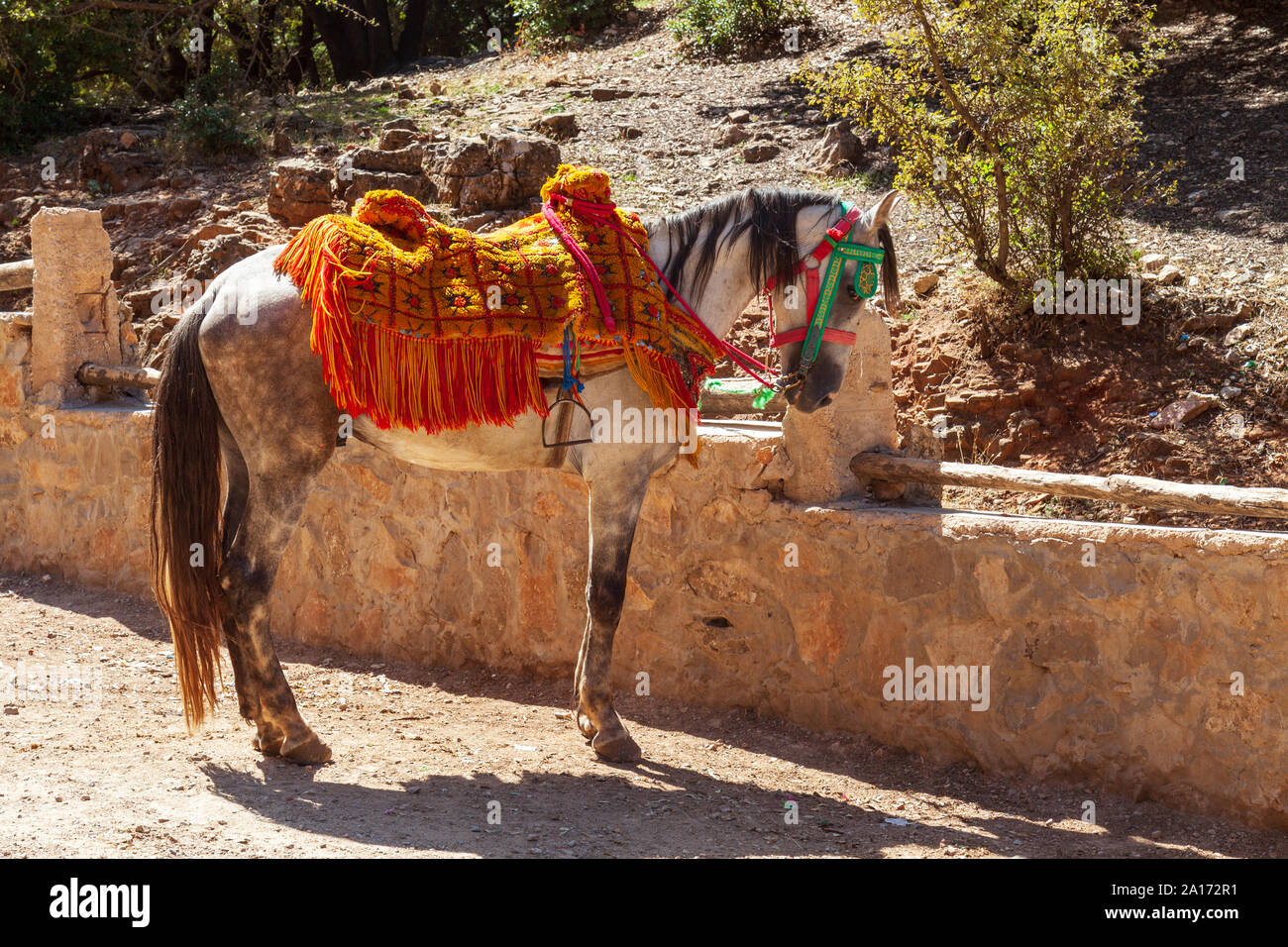 horse with a highly decorated berber saddle Stock Photo - Alamy