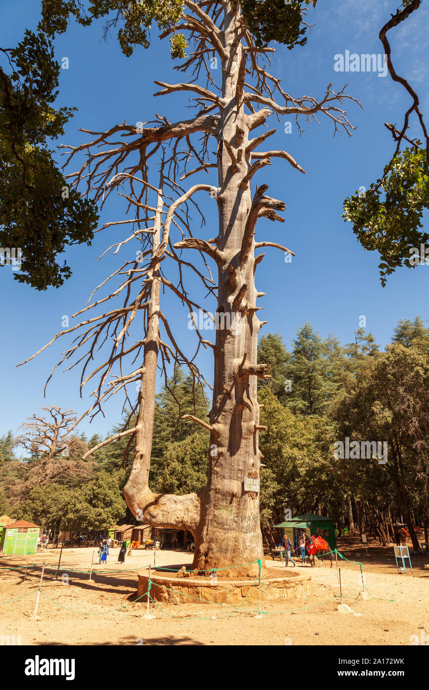 Gouraud cedar, Atlas cedar forest, near Azrou, Middle Atlas, Morocco ...