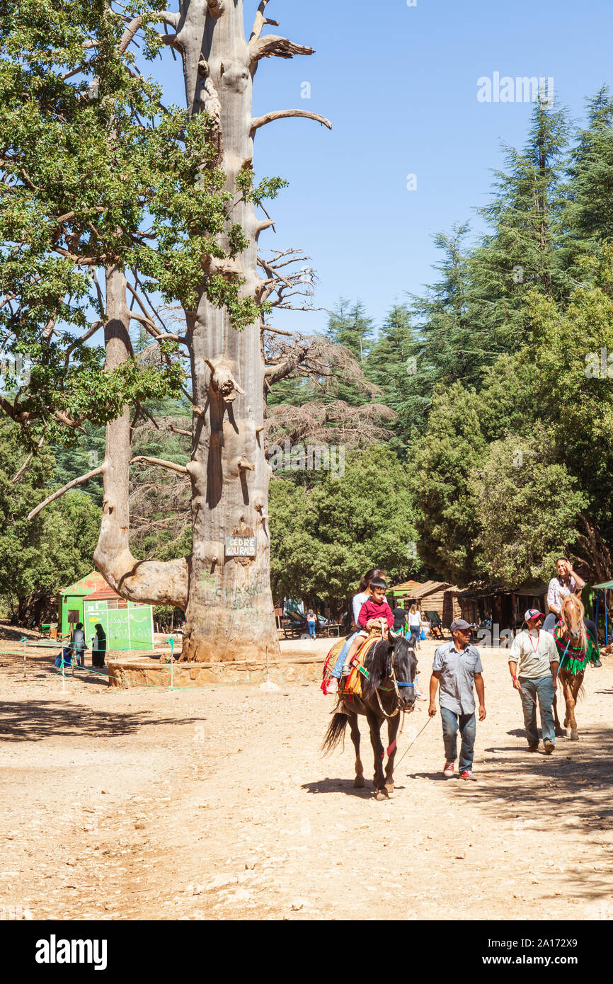 Gouraud cedar, Atlas cedar forest, near Azrou, Middle Atlas, Morocco ...