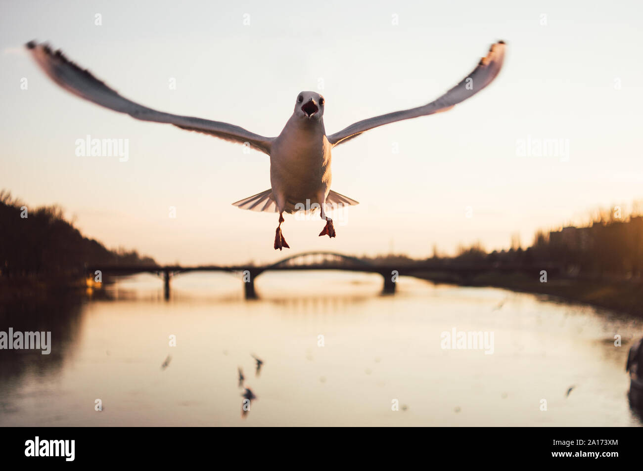 Angry seagull flying over the river during the sunset in the spa town ...