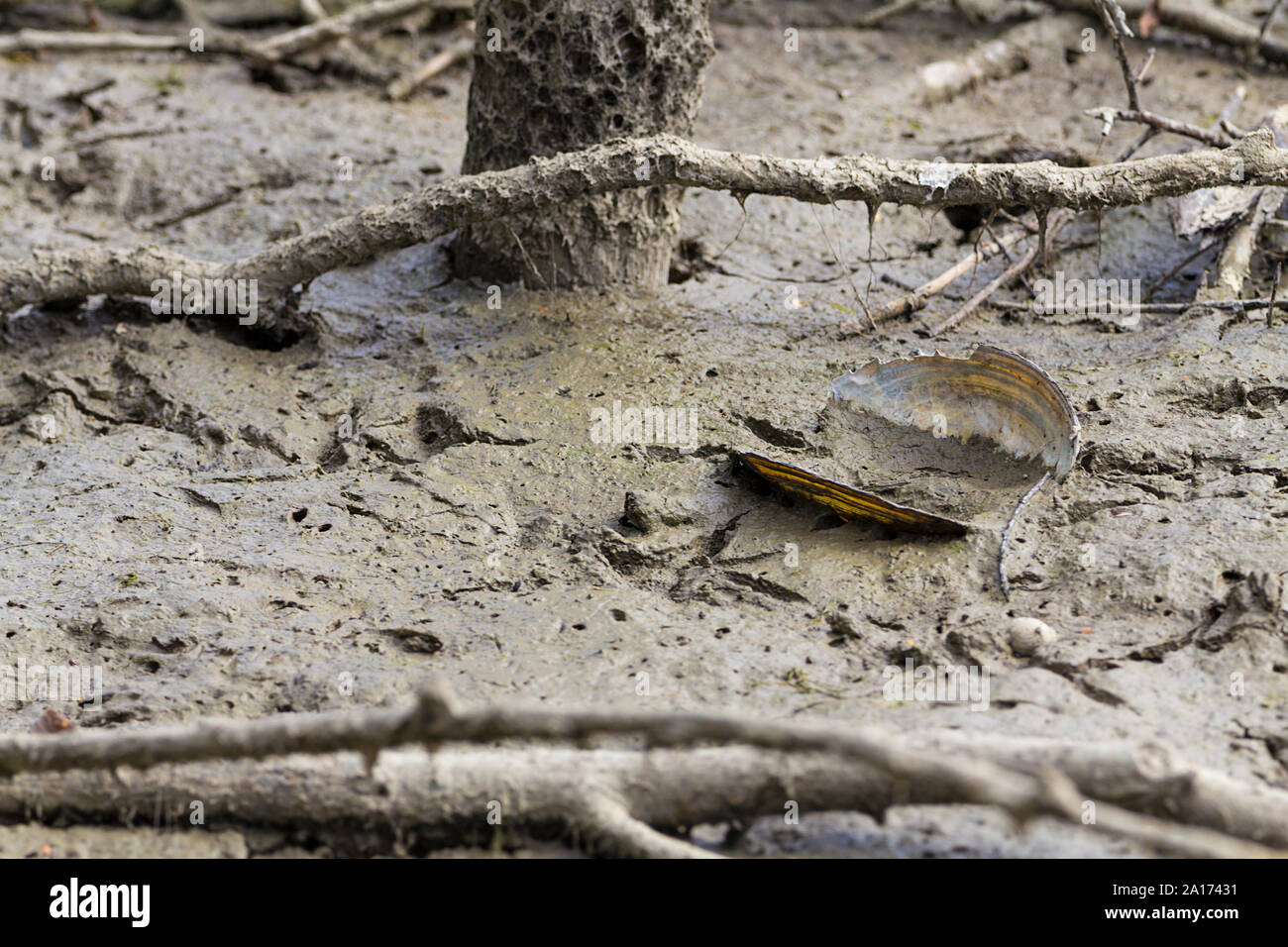 Footprints in mud hi-res stock photography and images - Alamy