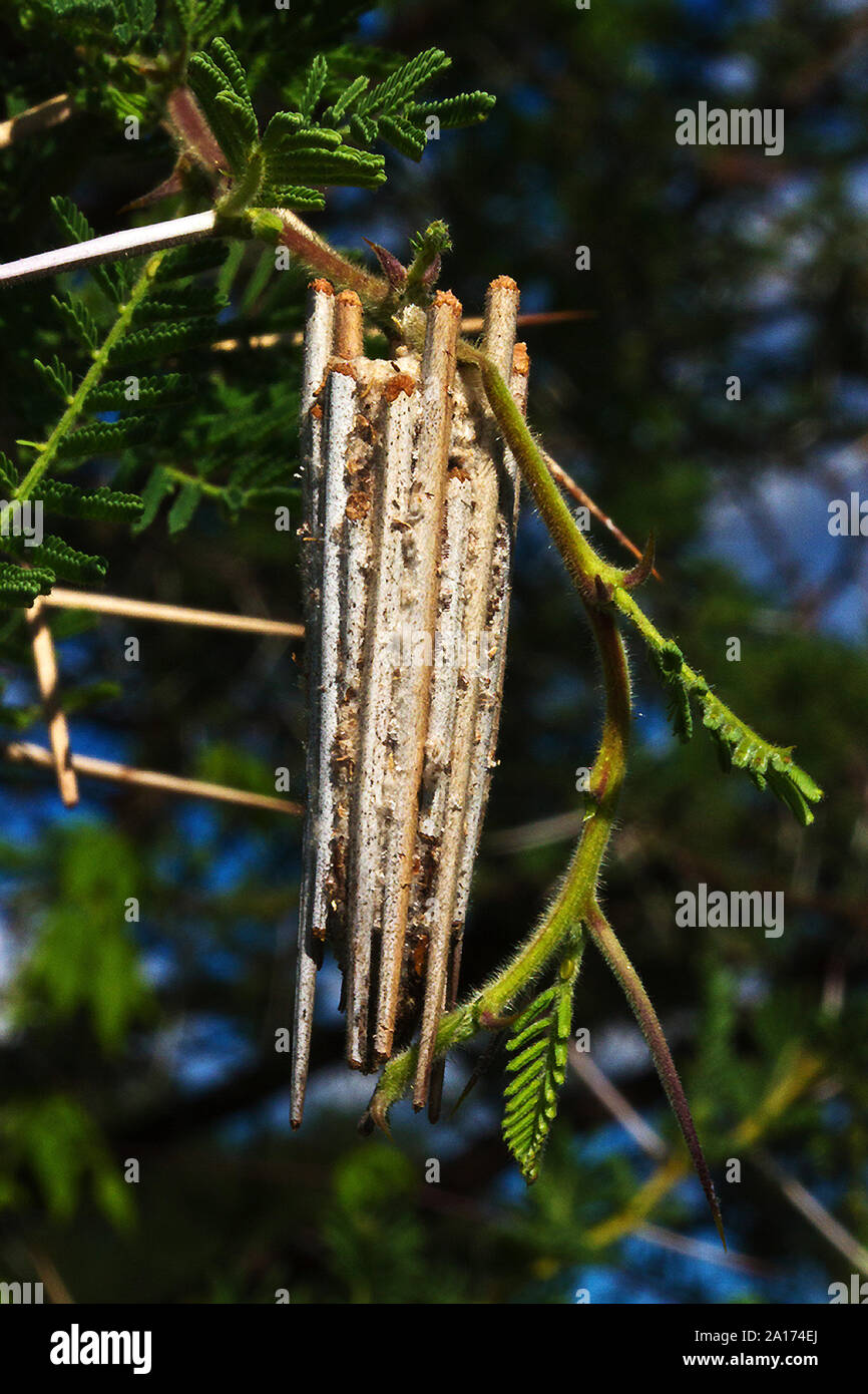 Female no appendages hi-res stock photography and images - Alamy