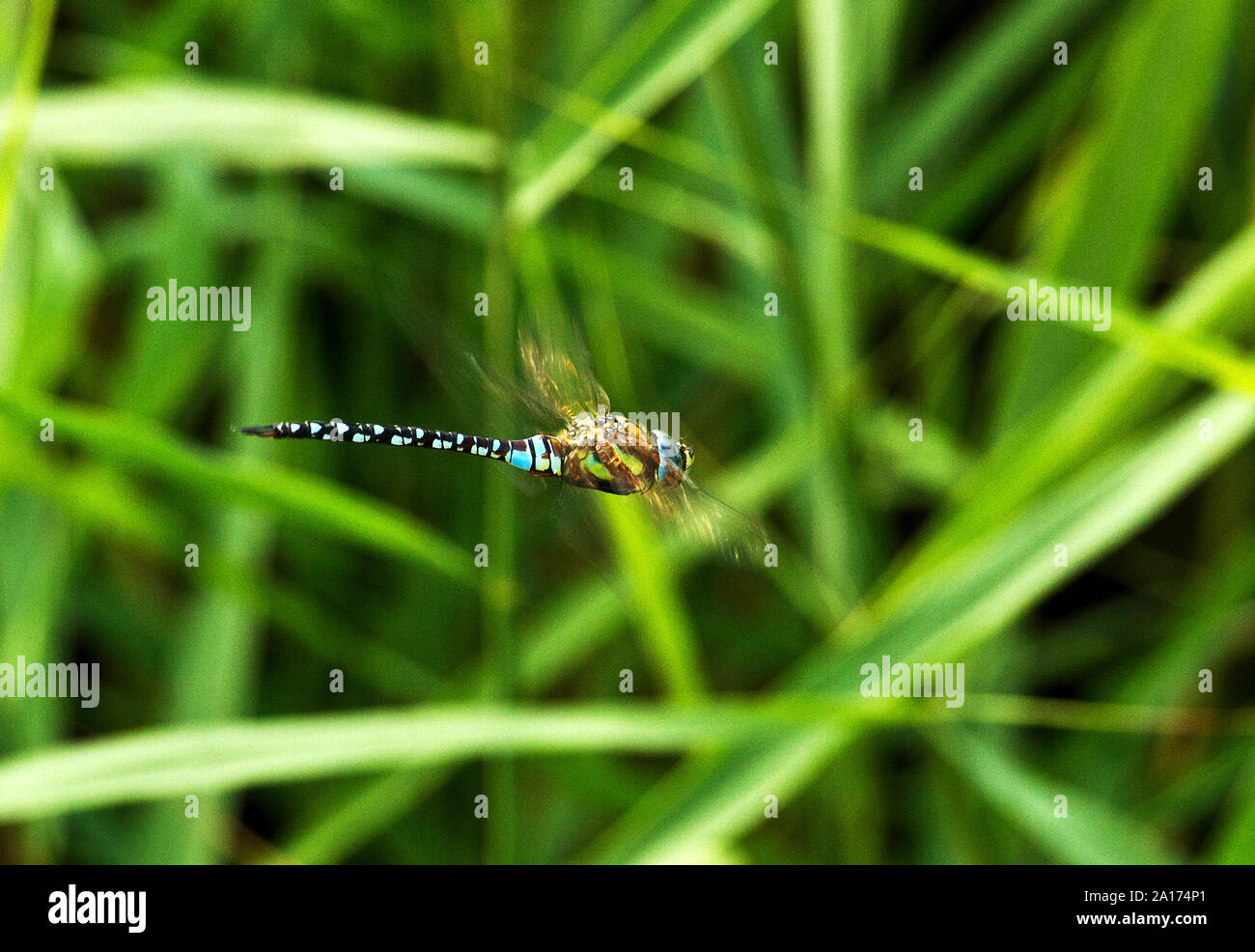 Dragonflies north yorkshire hi-res stock photography and images - Alamy