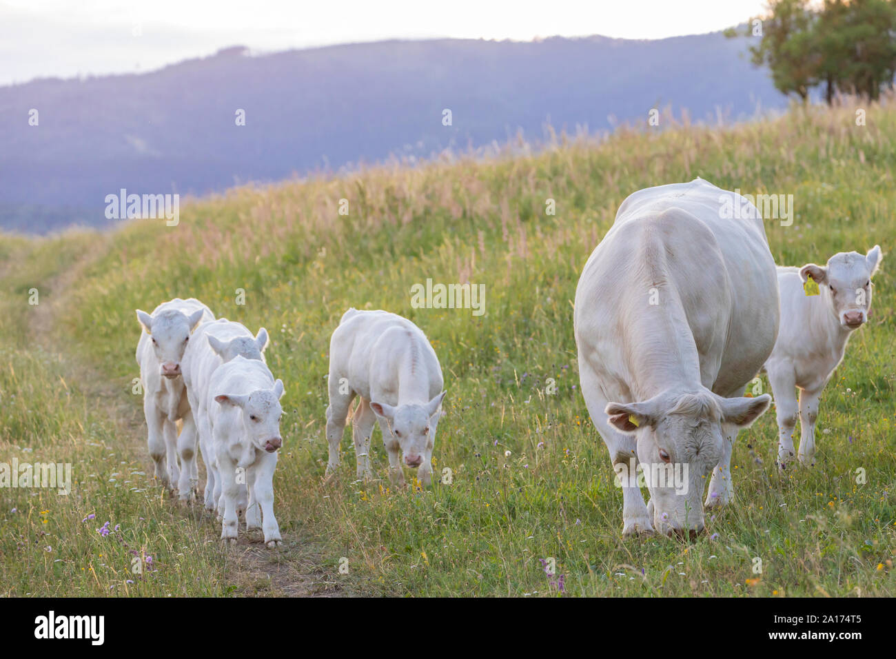 Region spis hi-res stock photography and images - Alamy