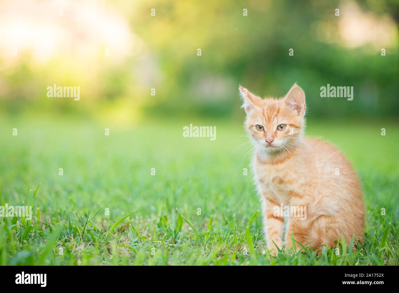 Young orange male cat sit on grass with blurred green background Stock ...