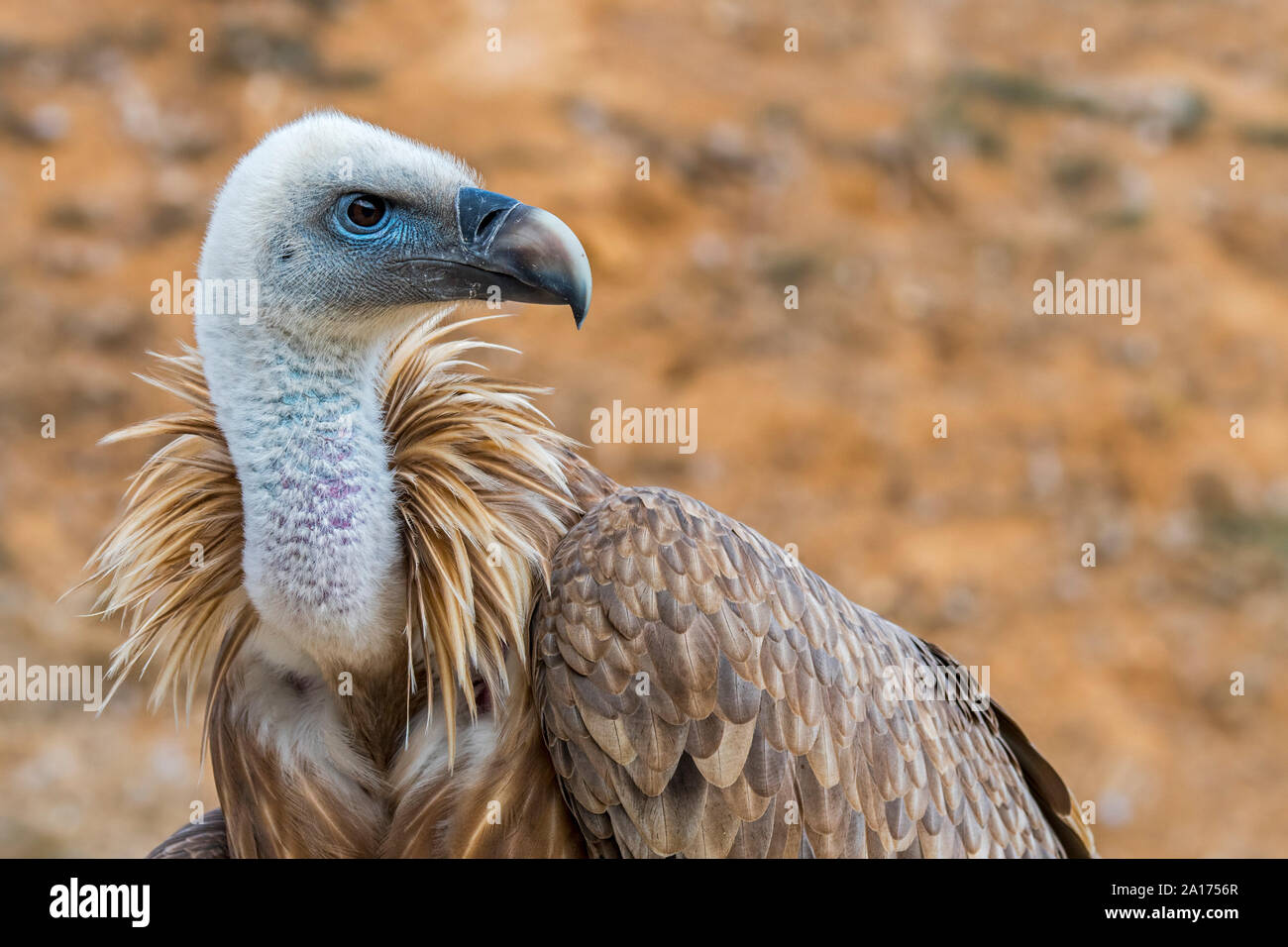 Griffon vulture france hi-res stock photography and images - Alamy