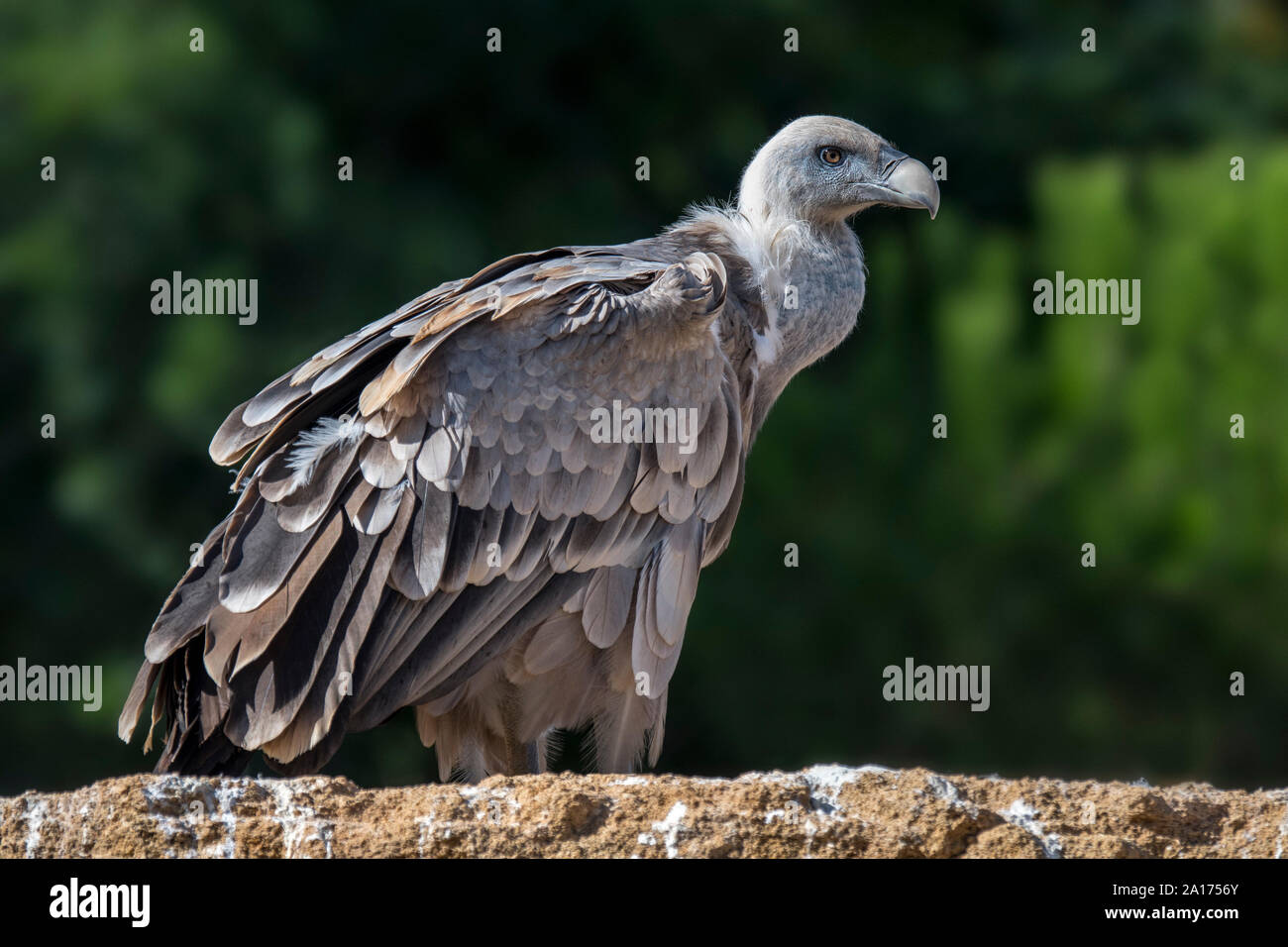 Vultures of europe hi-res stock photography and images - Alamy