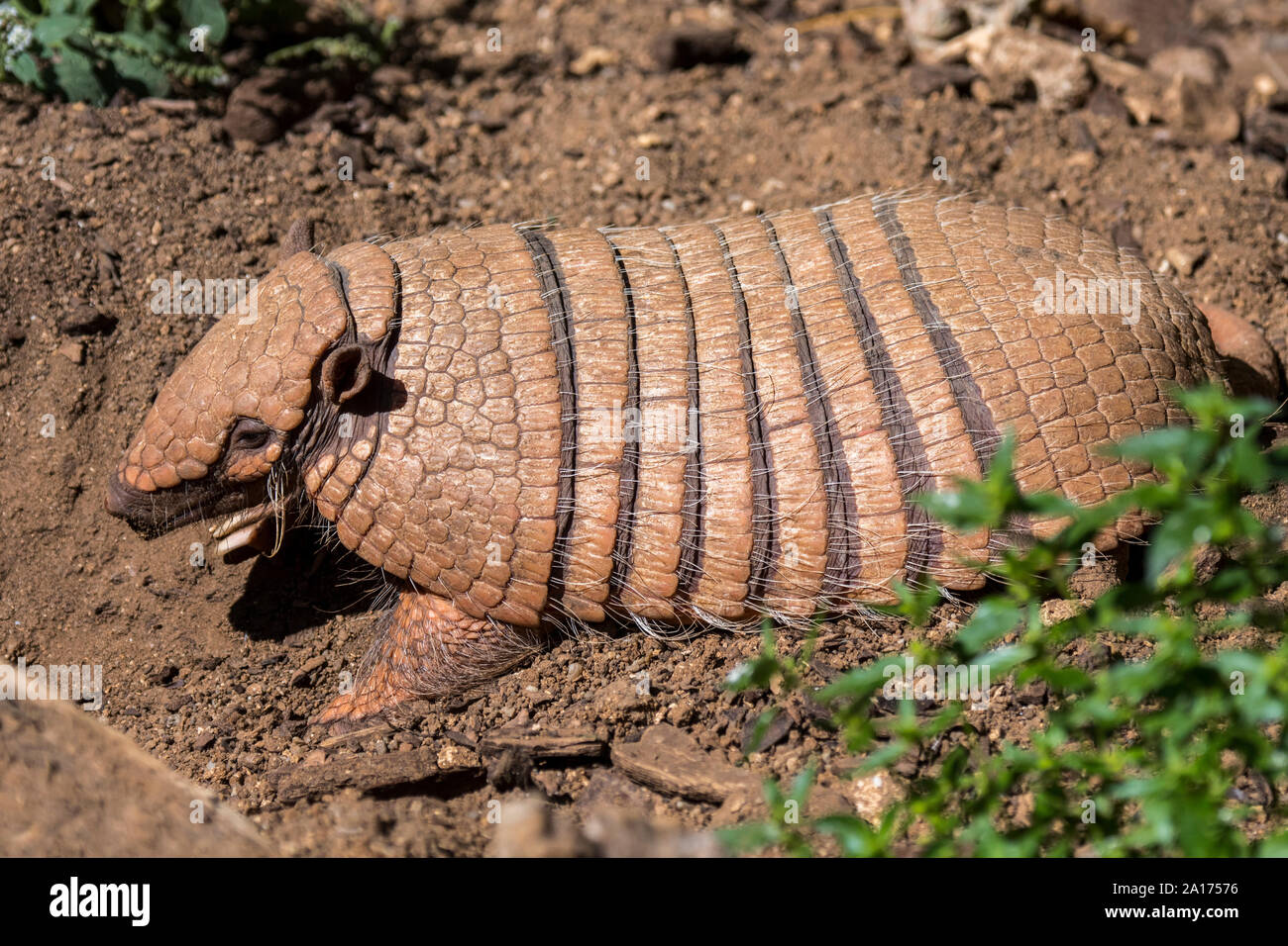 Armadillo Digging