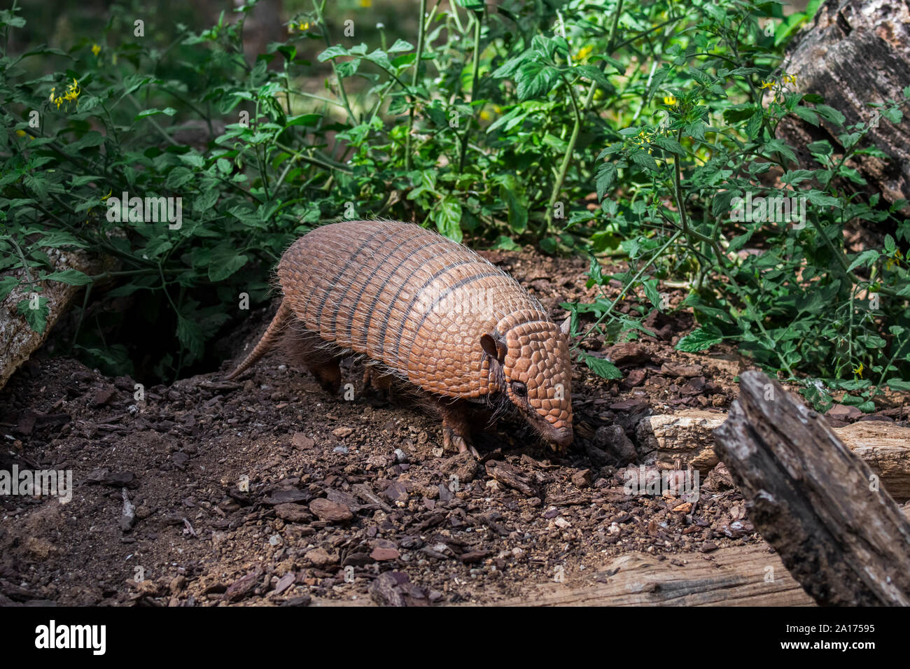 Armadillo burrow hi-res stock photography and images - Alamy