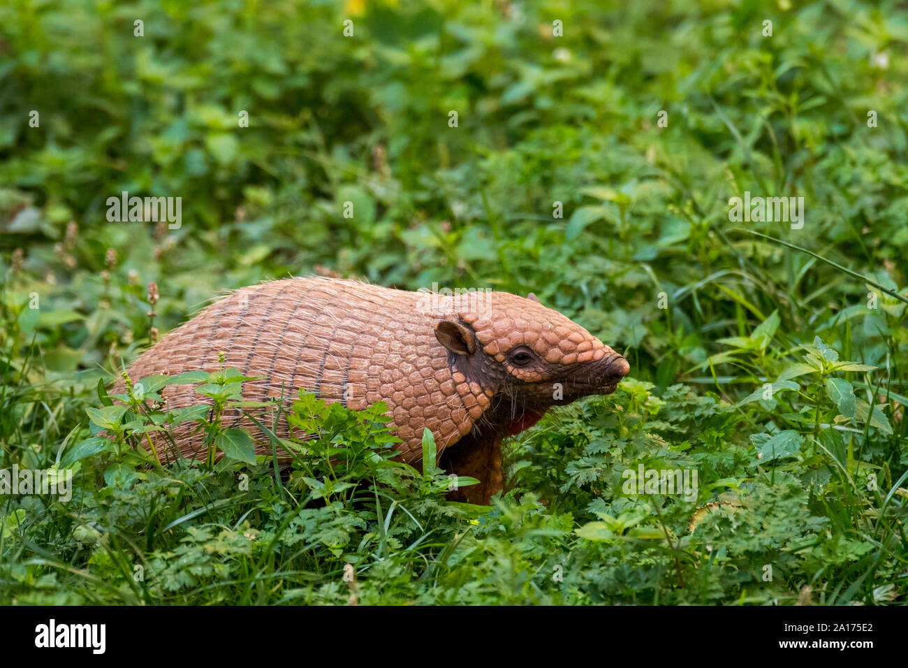 Chlamyphoridae hi-res stock photography and images - Alamy