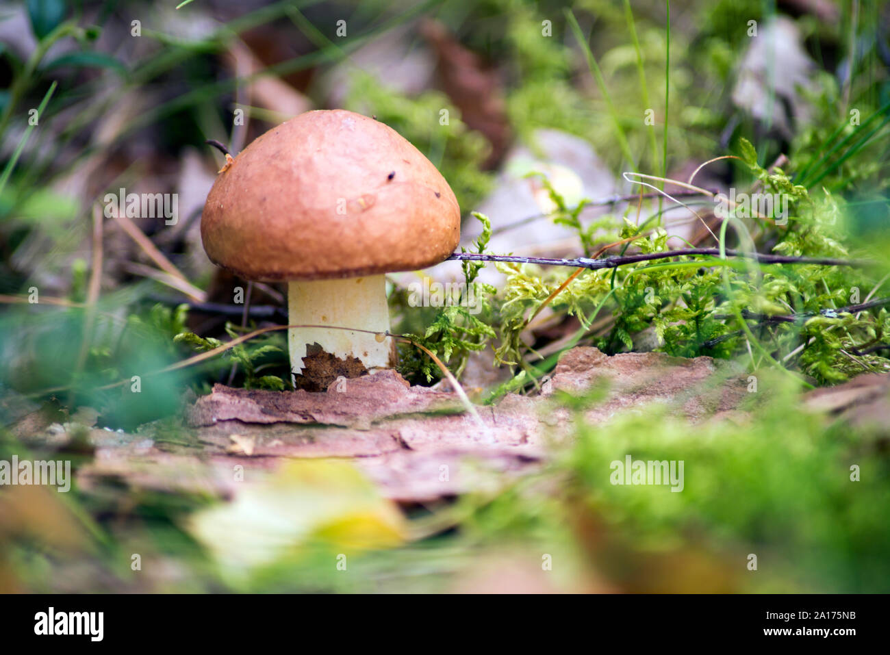 Heather food plant hi-res stock photography and images - Alamy