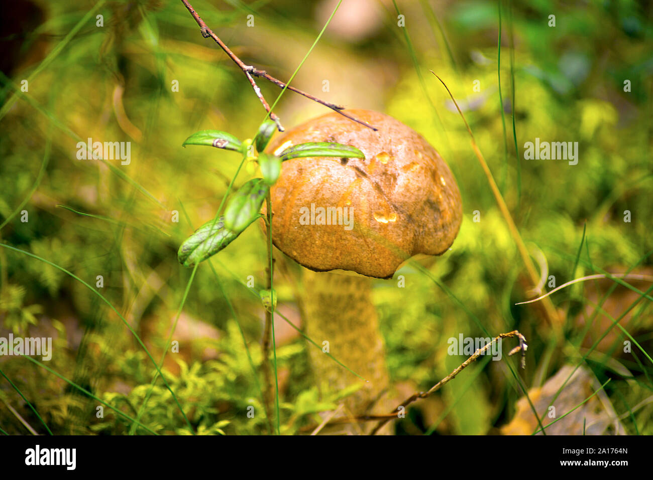Heather food plant hi-res stock photography and images - Alamy