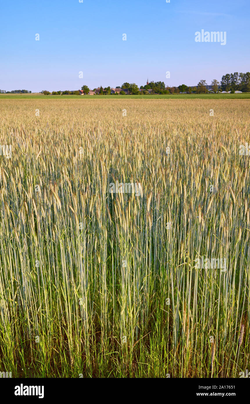 Rural scene organic crop field hi-res stock photography and images - Alamy