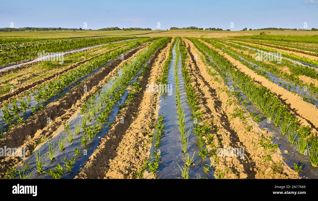 Plastic mulch hi-res stock photography and images - Alamy