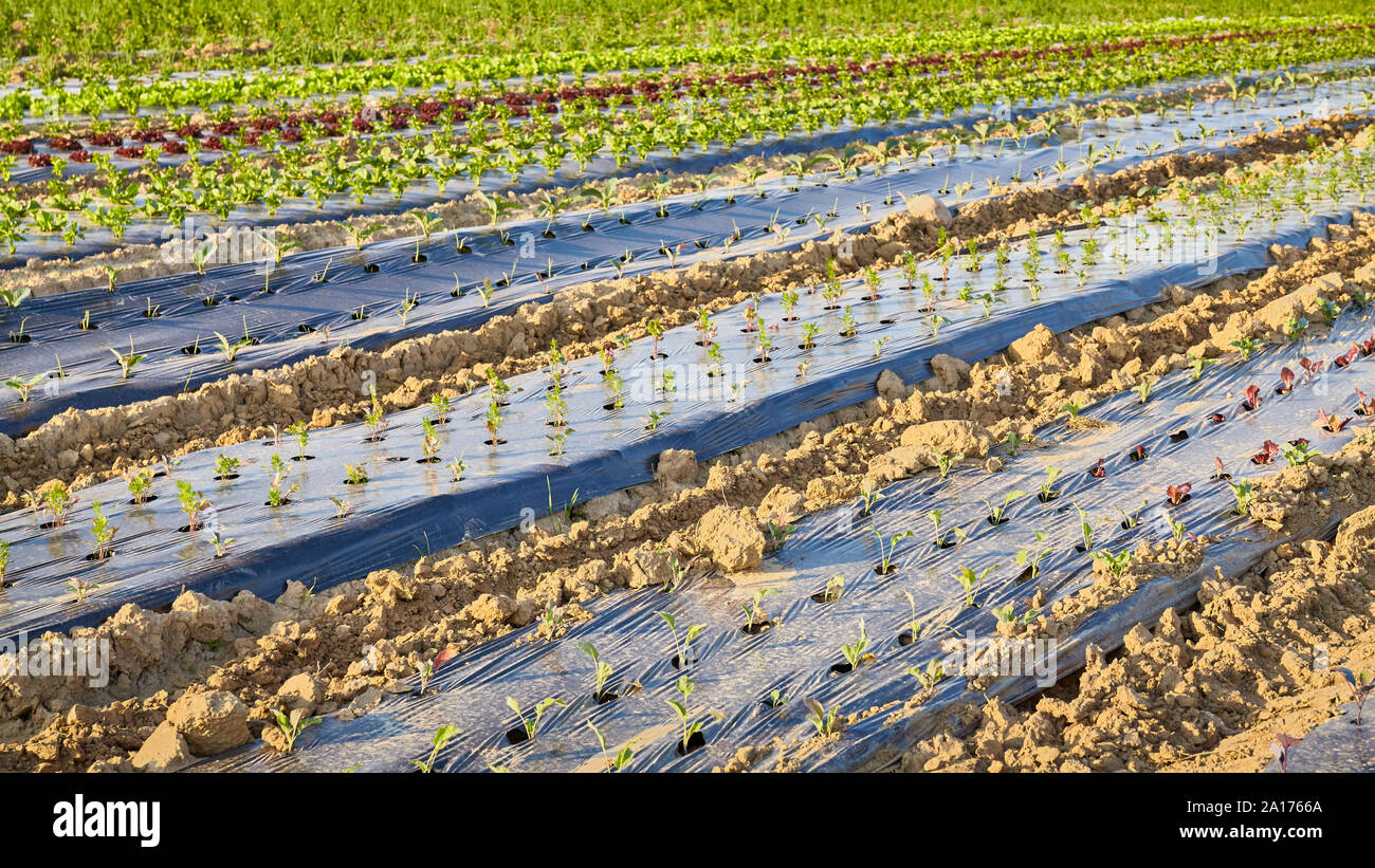 Organic farm field with patches covered with plastic mulch used to ...