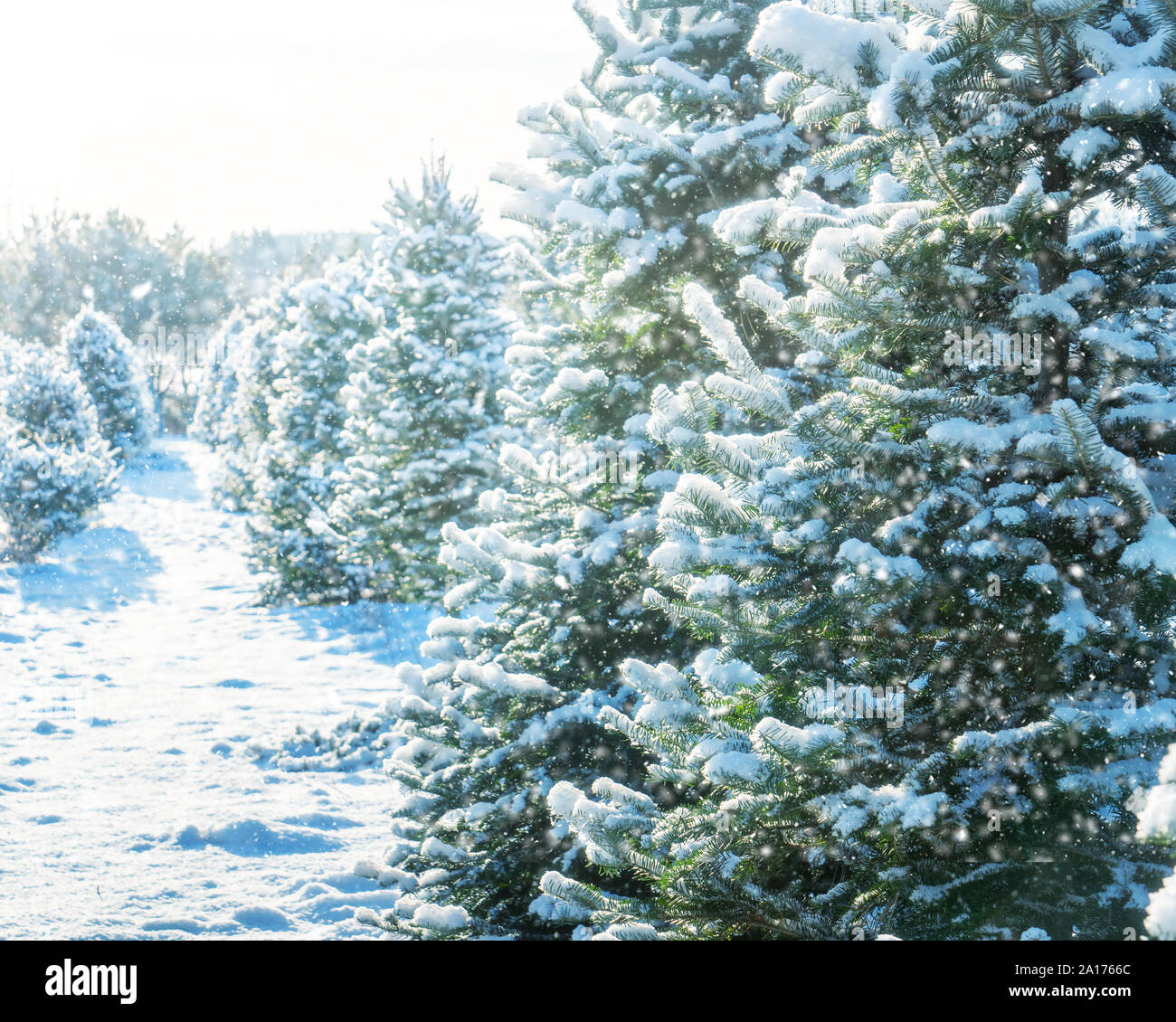Snow covered fir plantation hi-res stock photography and images - Alamy