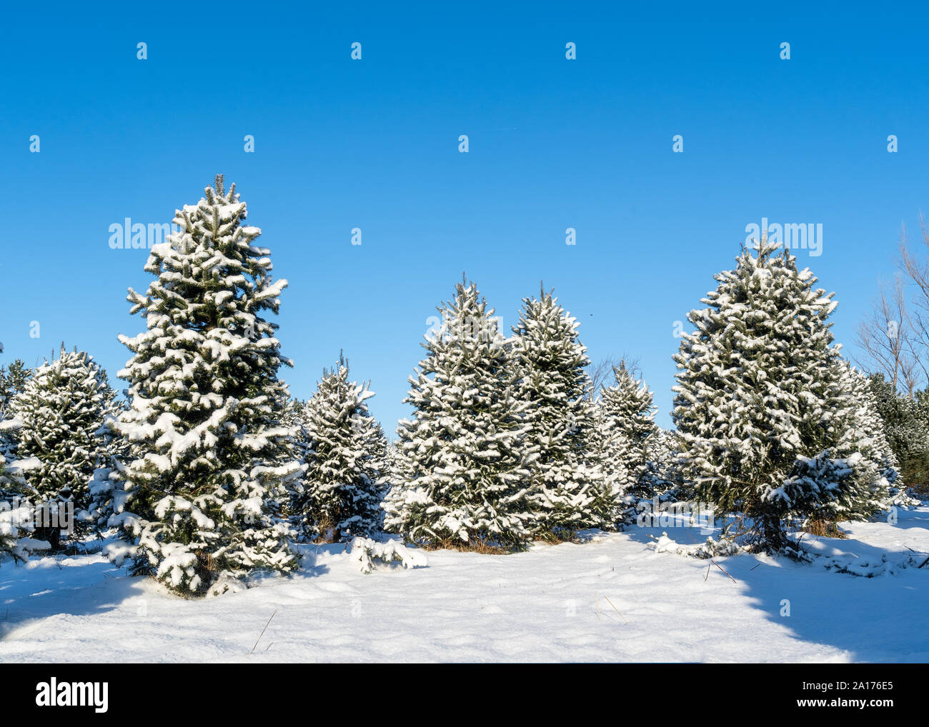 Pruned conifer hi-res stock photography and images - Alamy