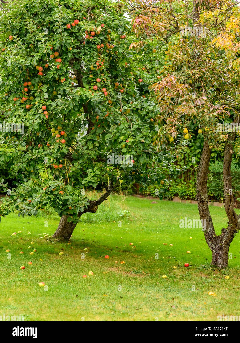 An apple tree standing in an orchard beside a pear tree Stock Photo - Alamy