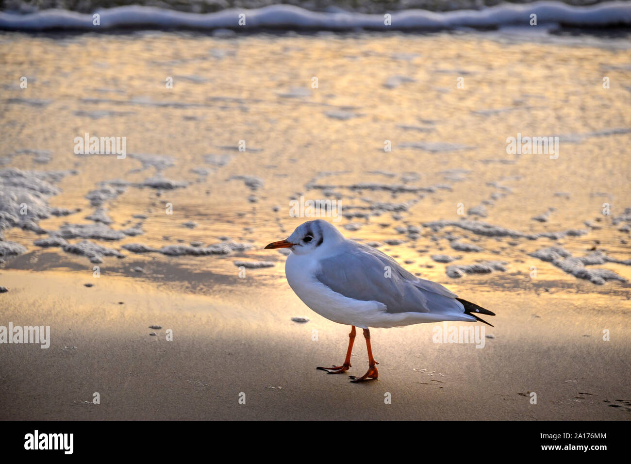 Seagull sunrise hi-res stock photography and images - Alamy