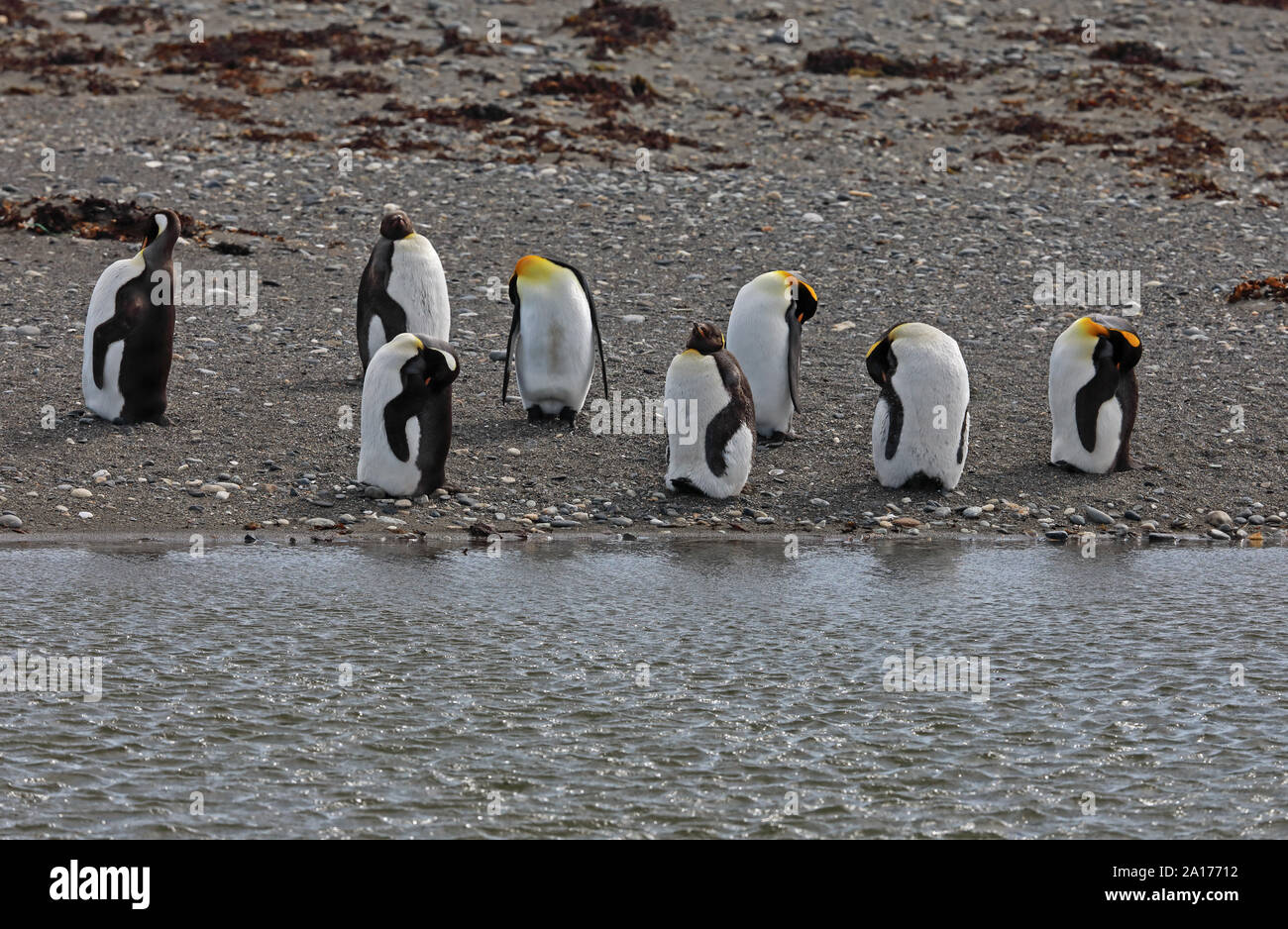 King Penguin (Aptenodytes patagonicus patagonicus) group of adults and ...