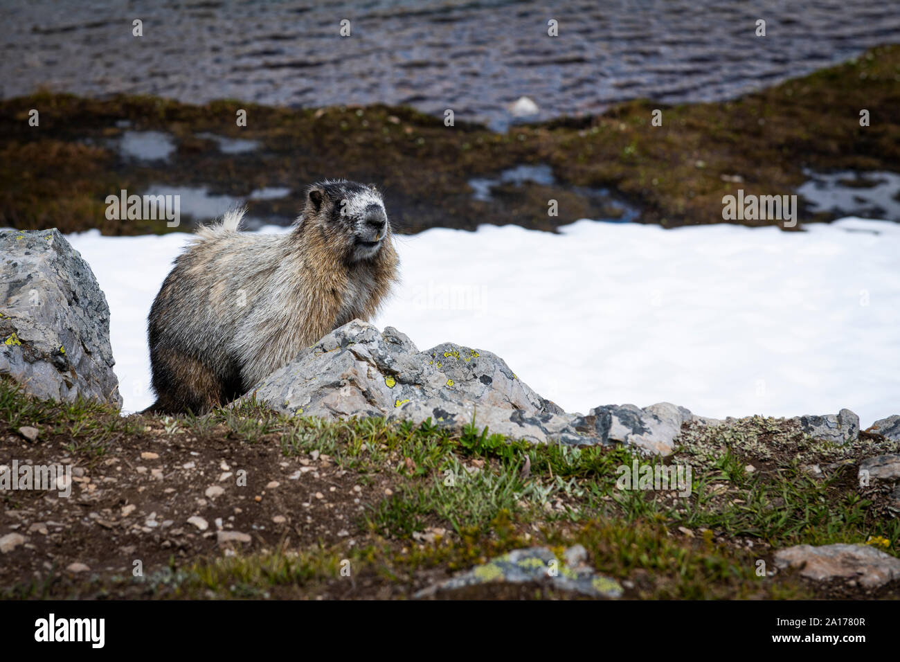 Marmots burrow hi-res stock photography and images - Alamy