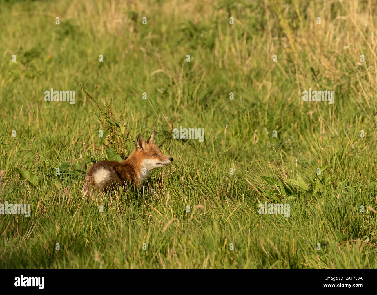 Fantastic mr fox hi-res stock photography and images - Alamy