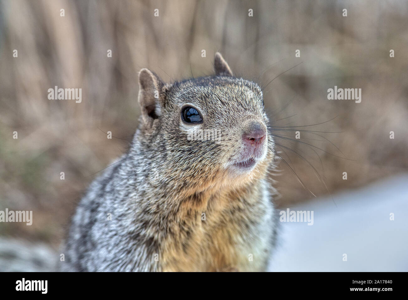 Rock squirrel portrait Stock Photo - Alamy