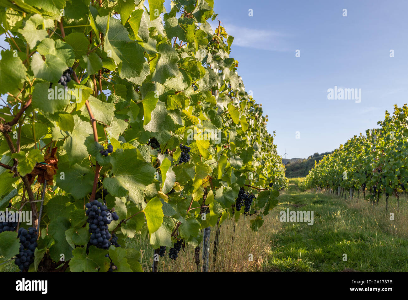 Red wine grape blue Pinot Noir in a vineyard in Brauneberg on the river ...