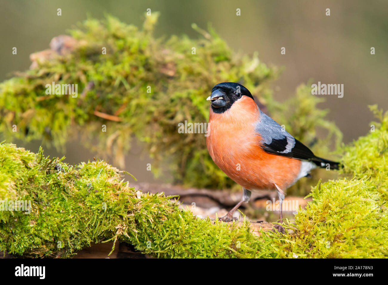 Male bullfinch hi-res stock photography and images - Alamy