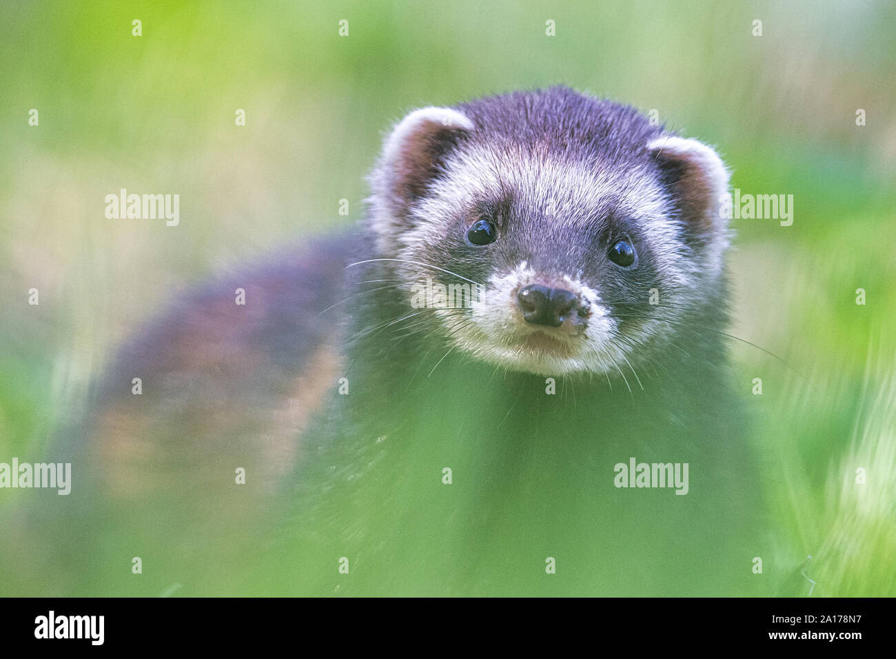 Polecat Portrait High Resolution Stock Photography and Images - Alamy