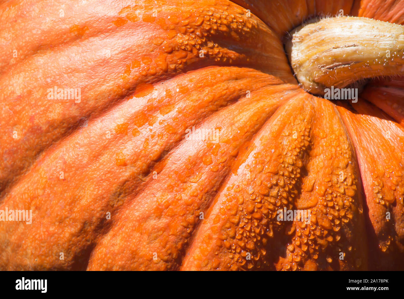 Close up pumpkin hi-res stock photography and images - Alamy
