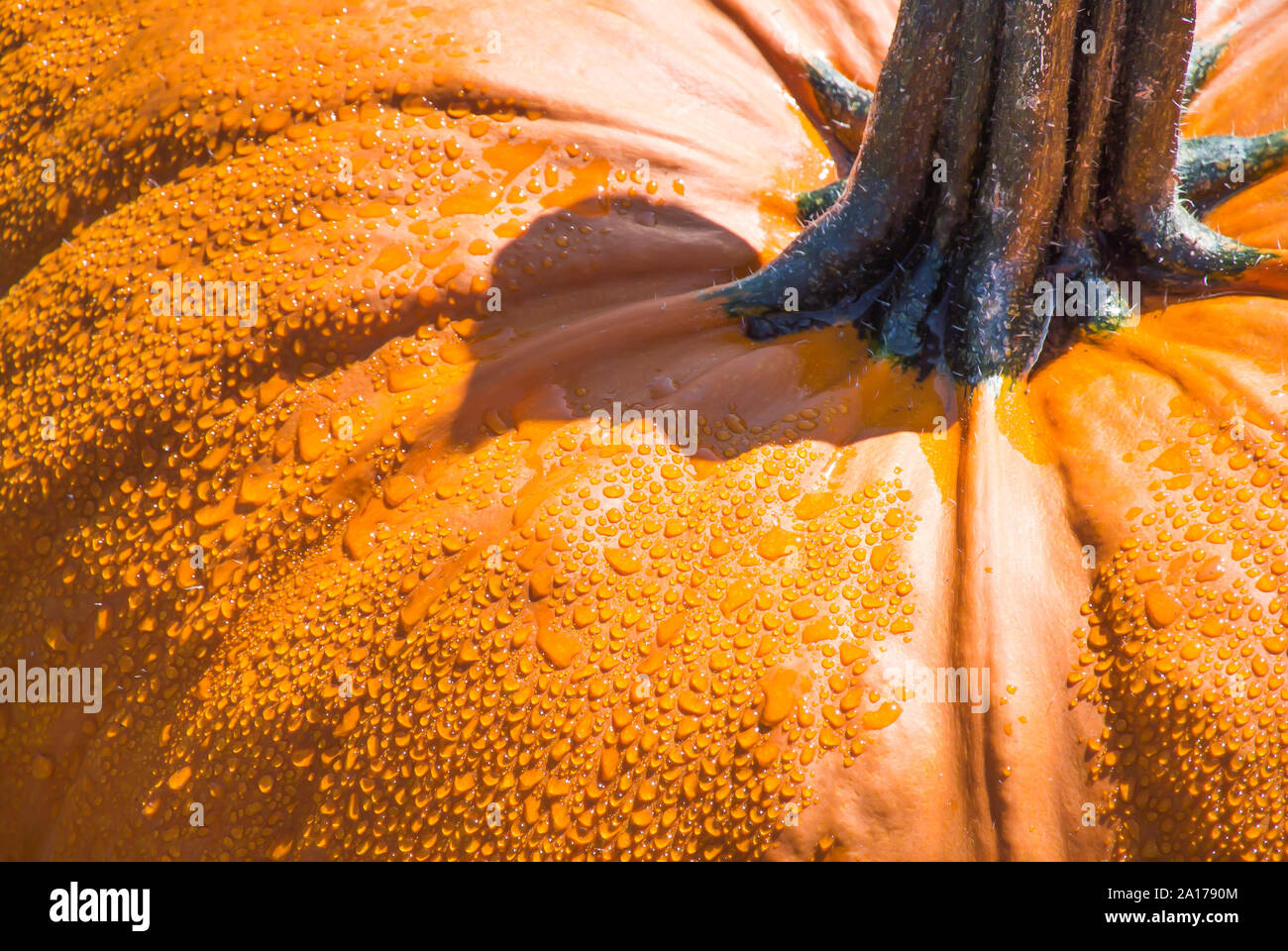 Close up pumpkin hi-res stock photography and images - Alamy