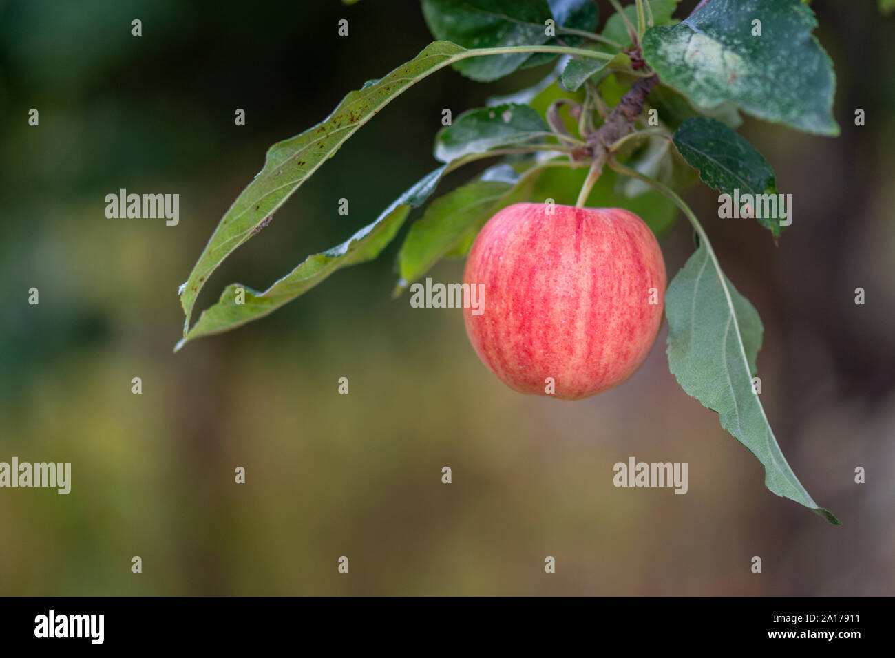 Apple on a trees, Isolated apple against blurry background Stock Photo ...