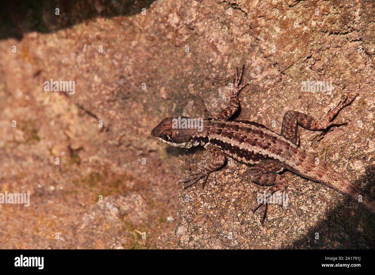 The lizard on Sugarloaf mountain in Rio de Janeiro, Brazil Stock Photo ...