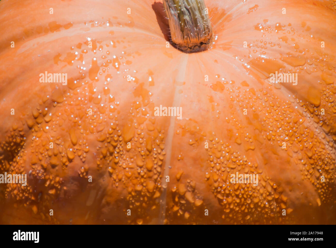 Close up pumpkin hi-res stock photography and images - Alamy