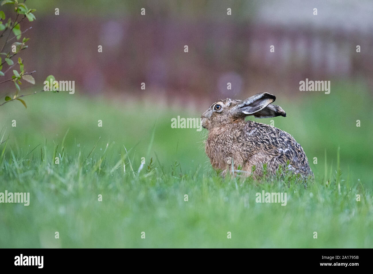 Rabbit on green field hi-res stock photography and images - Alamy