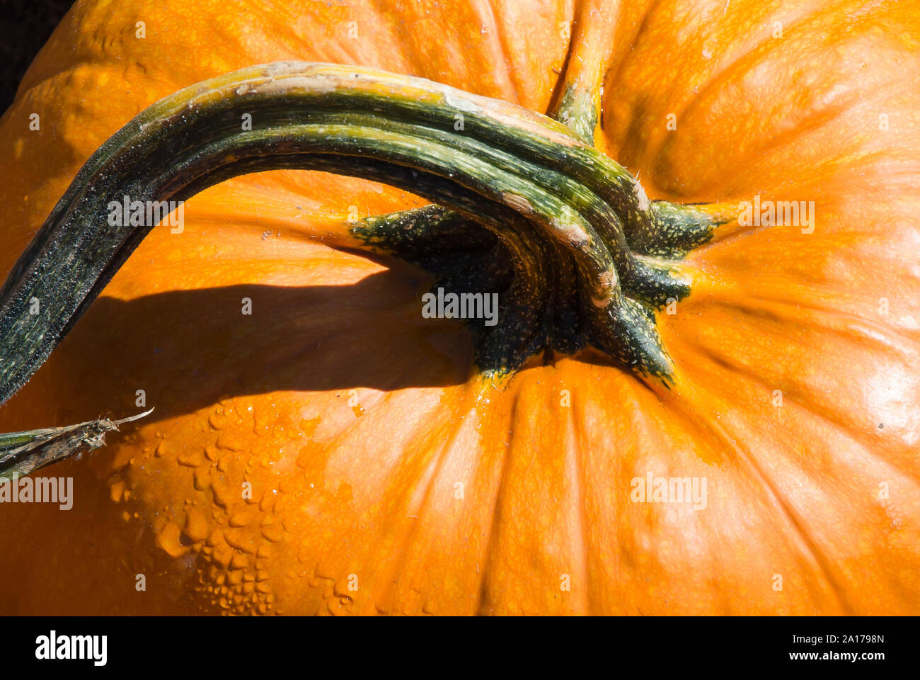 Close-Up Pumpkin Stock Photo - Alamy