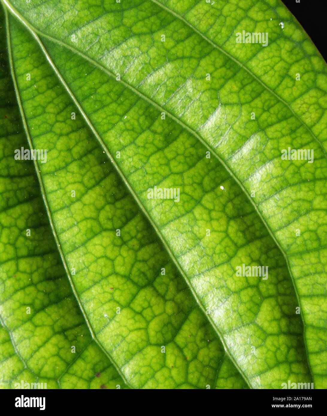 Leave cells hi-res stock photography and images - Alamy