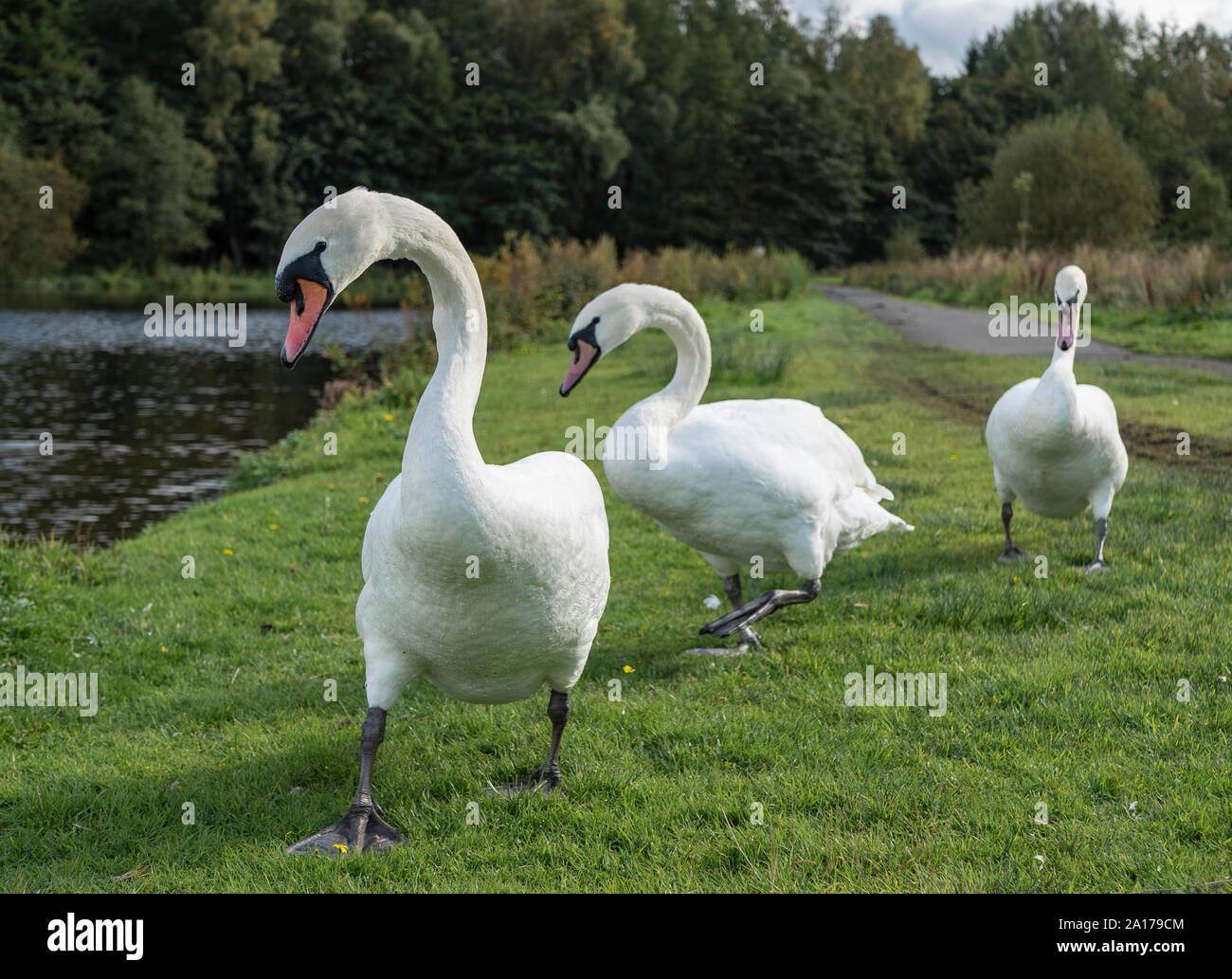 Waddling waddle hi-res stock photography and images - Alamy