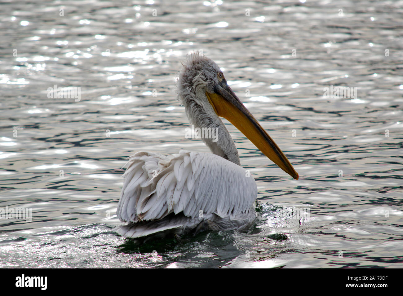 Lazy goose hi-res stock photography and images - Alamy