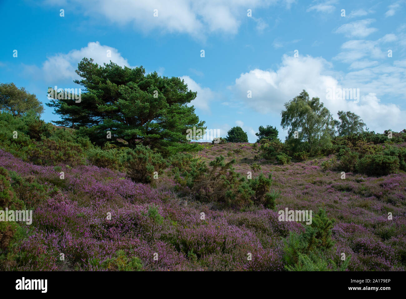 Heath land landscape hi-res stock photography and images - Alamy