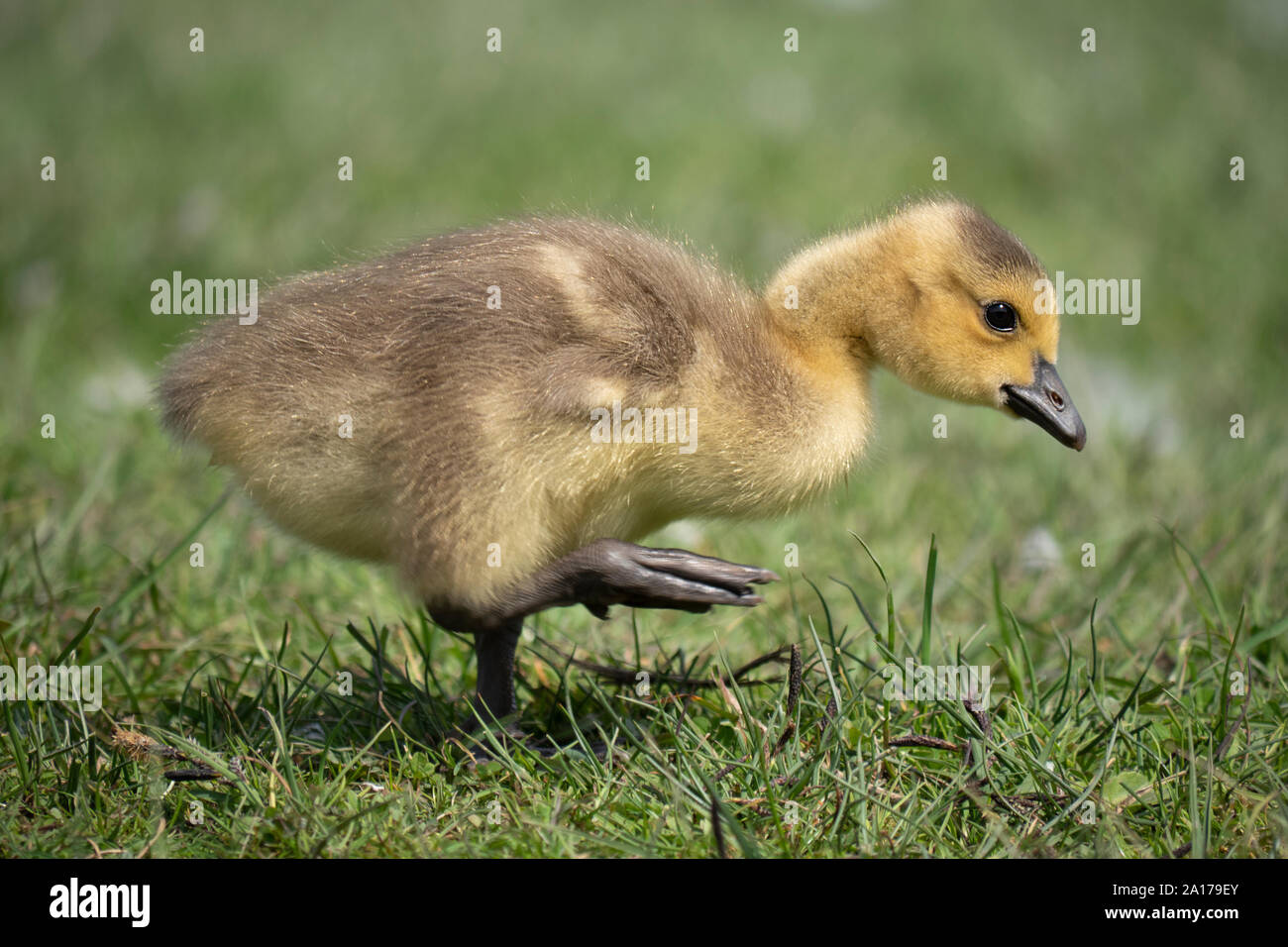Beautiful gosling hi-res stock photography and images - Alamy