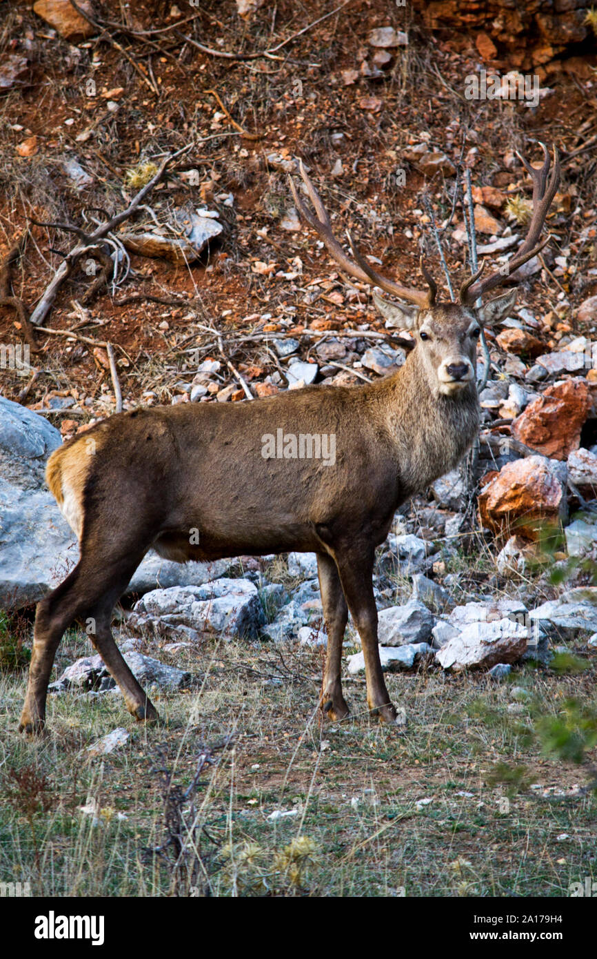 The red king Stock Photo - Alamy