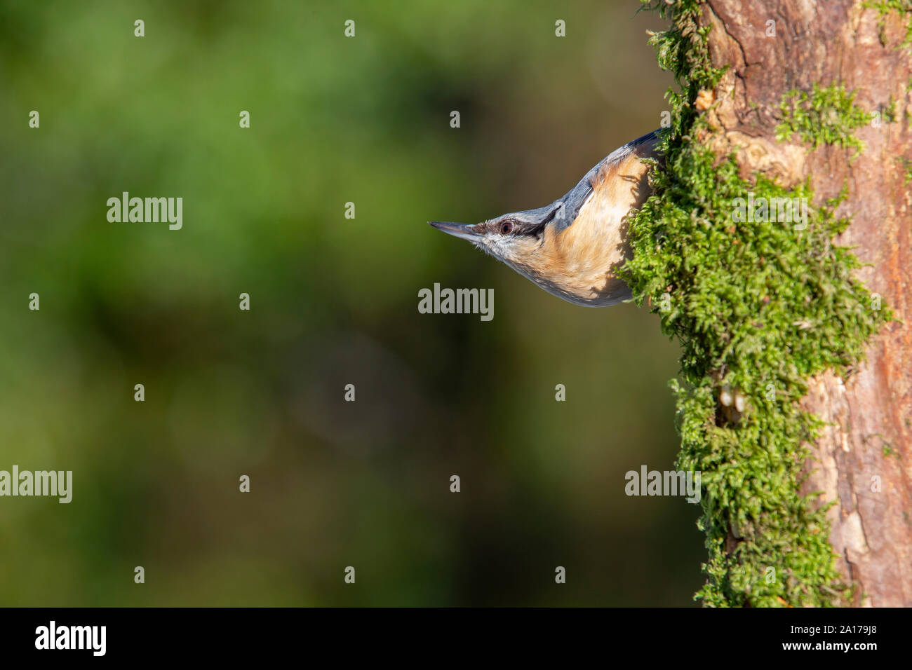 British nuthatch hi-res stock photography and images - Alamy
