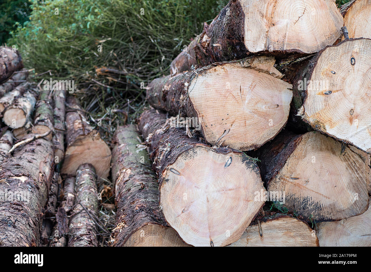 Bundled wood hi-res stock photography and images - Alamy