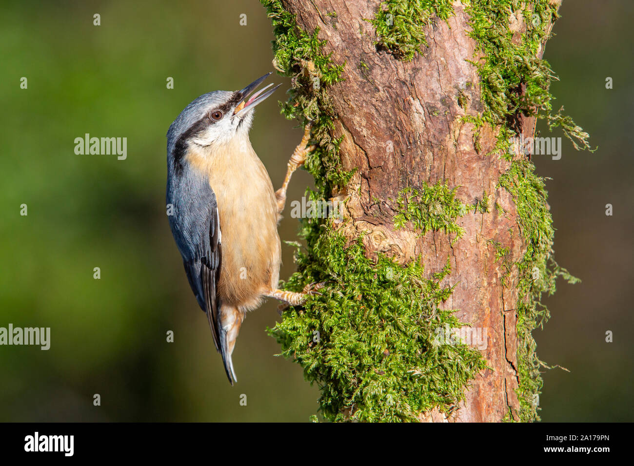 British Nuthatch High Resolution Stock Photography and Images - Alamy