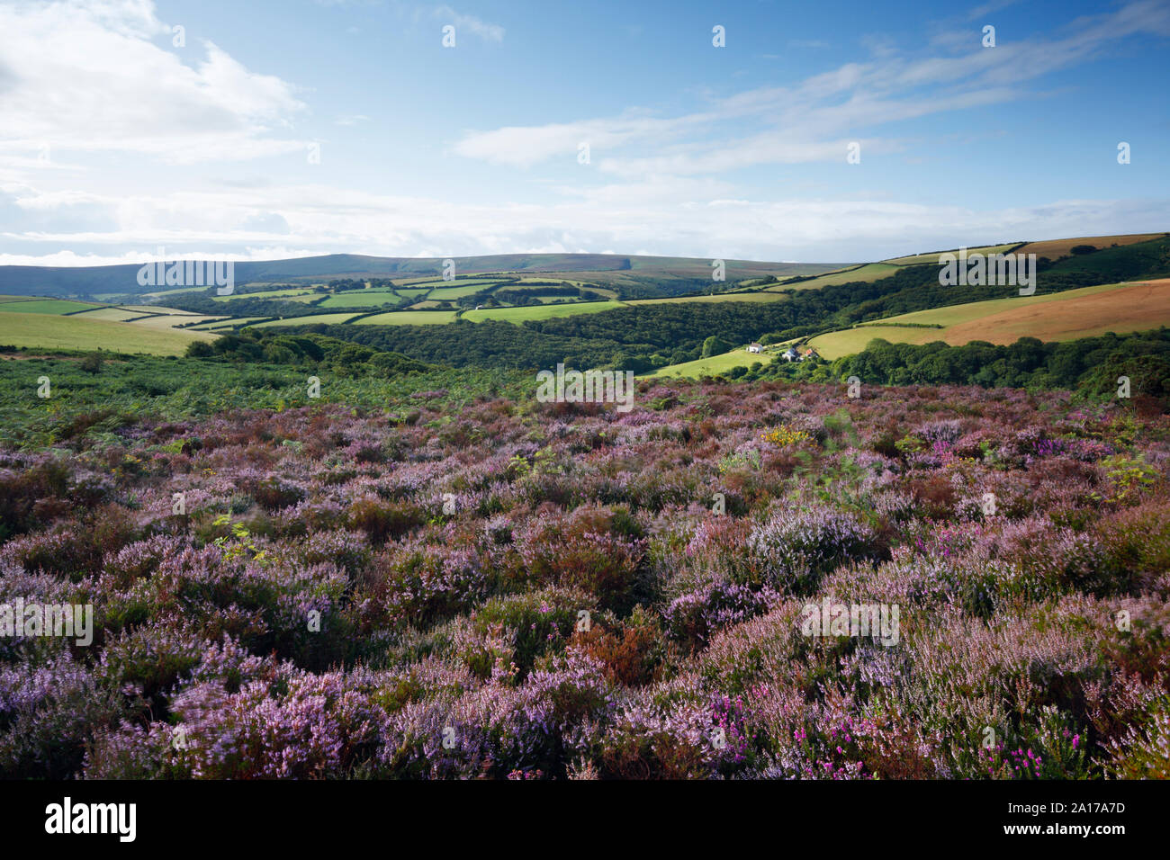 View from Porlock Common over Horner Wood towards Dunkery Beacon ...