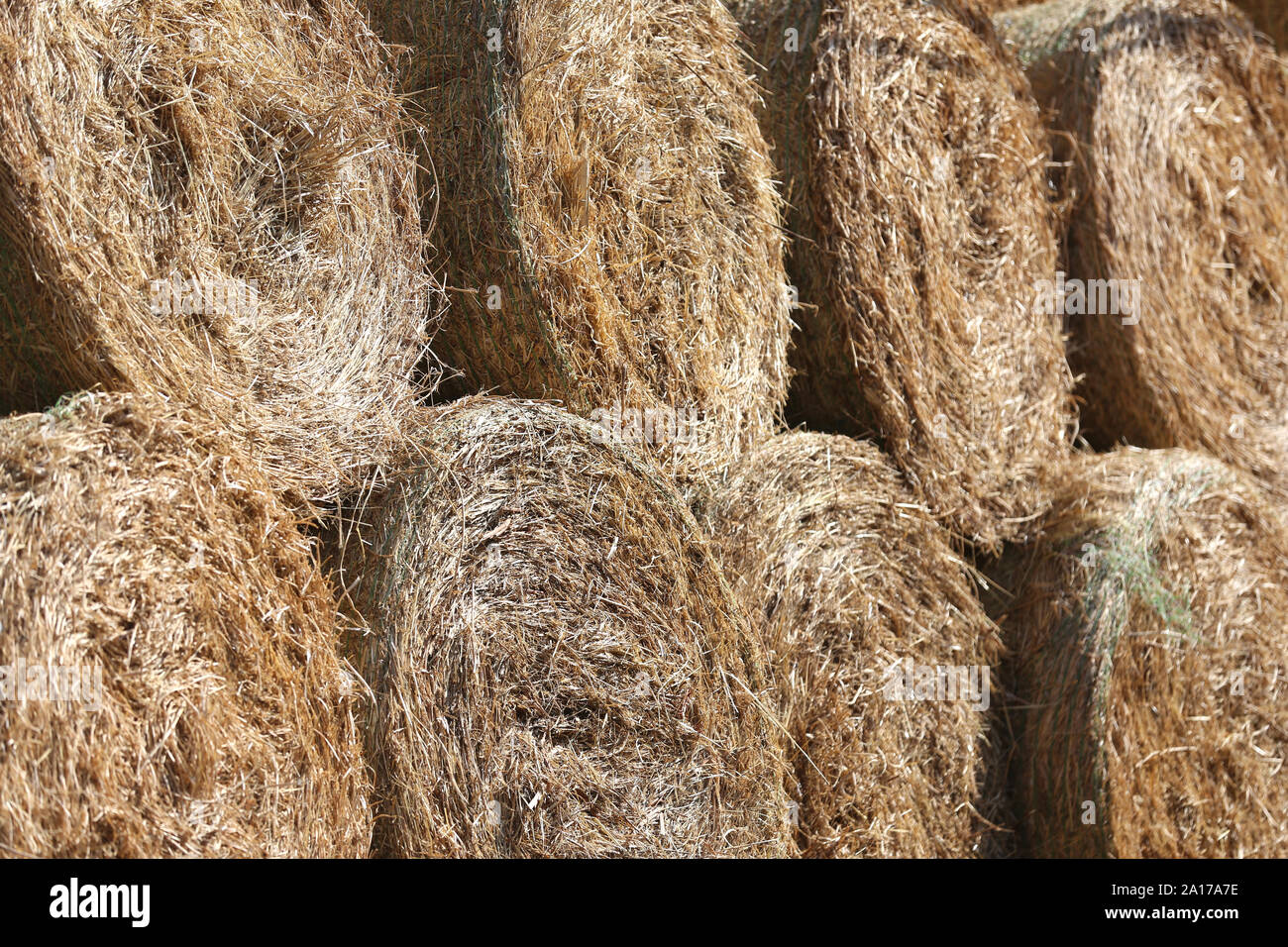 Group of dried mowed haystacks on summer day at rural animal farm. Food ...